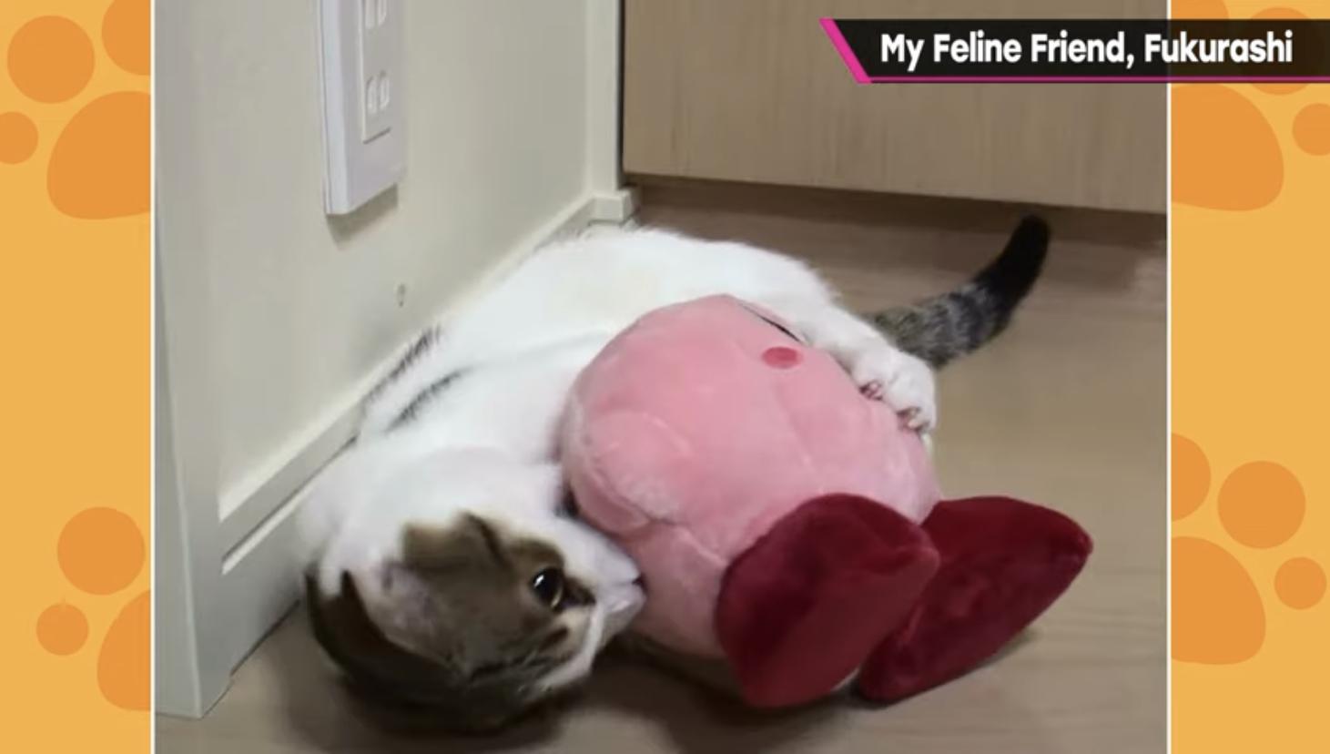 Smash creator Sakurai shares sad news about his beloved cat Fukurashi ...
